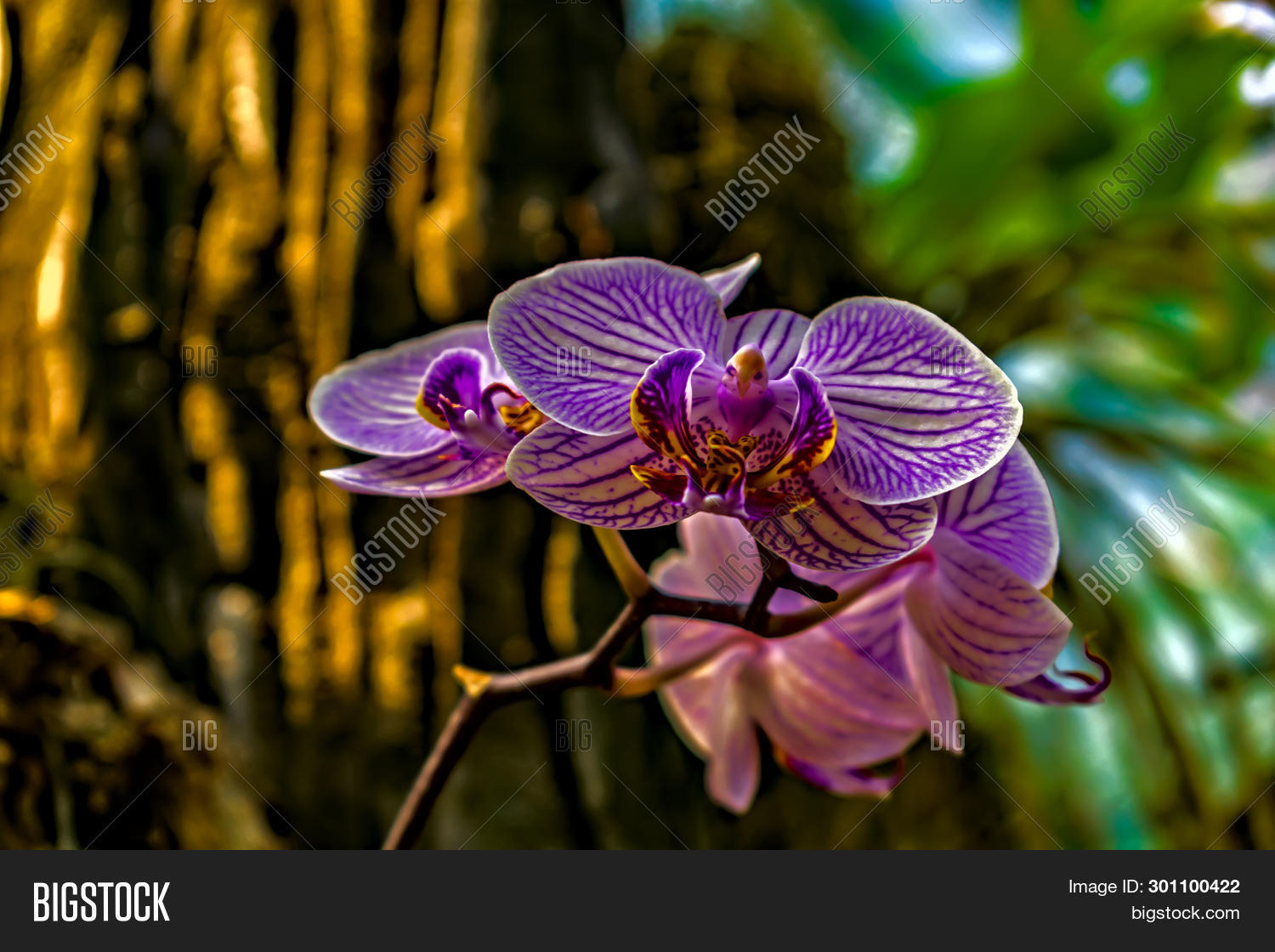 Velvet Flowers Orchid Image & Photo (Free Trial) | Bigstock
