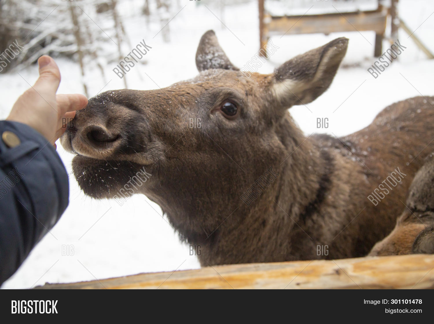 Moose On Moose Farm. Image & Photo (Free Trial) | Bigstock