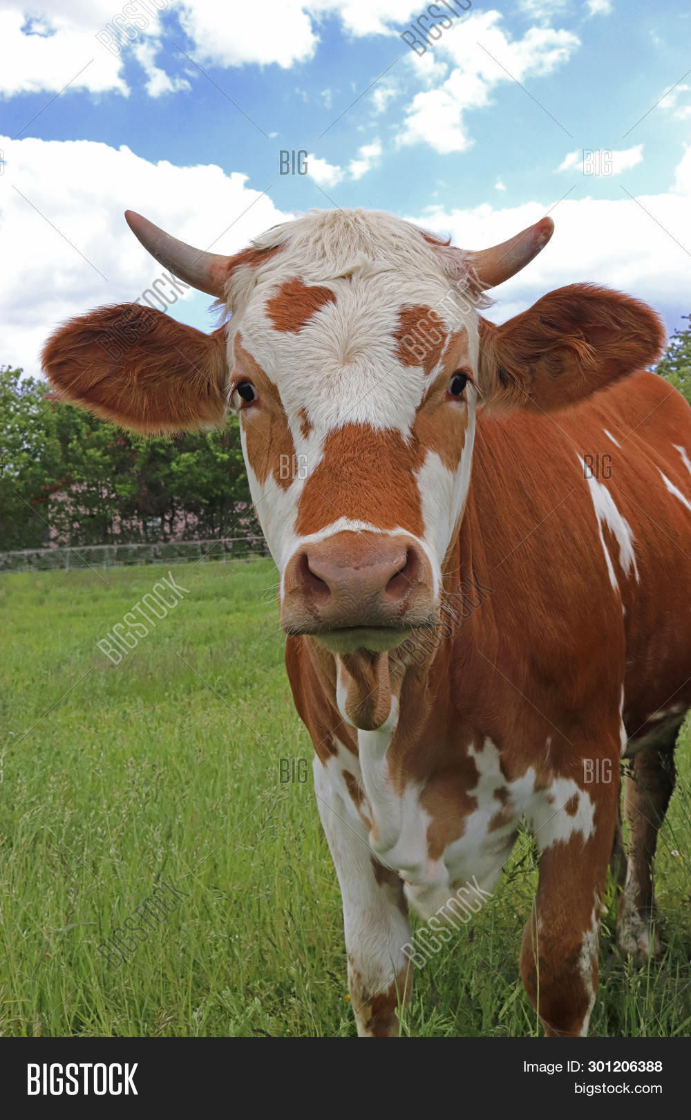 Cute Young Simmental Image & Photo (Free Trial) | Bigstock