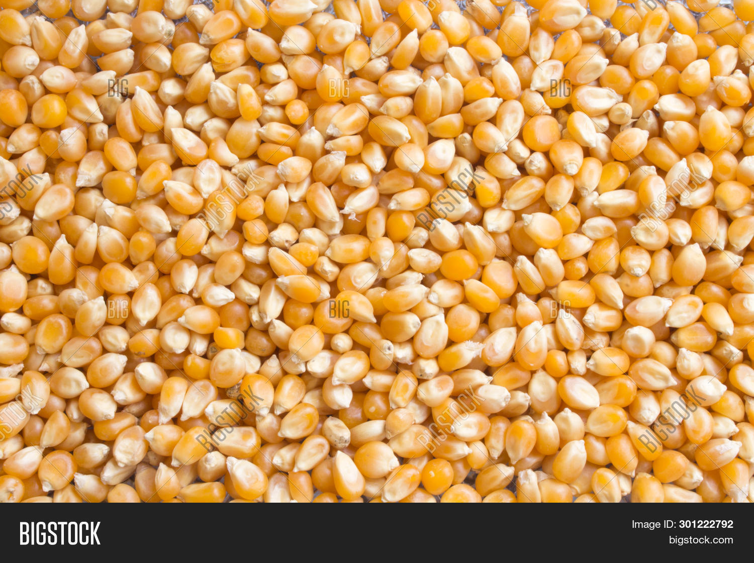 Background Dry Corn Image & Photo (Free Trial) | Bigstock