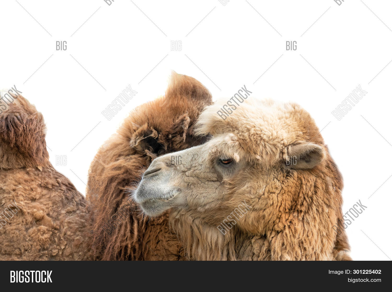 Portrait Camel Image & Photo (Free Trial) | Bigstock