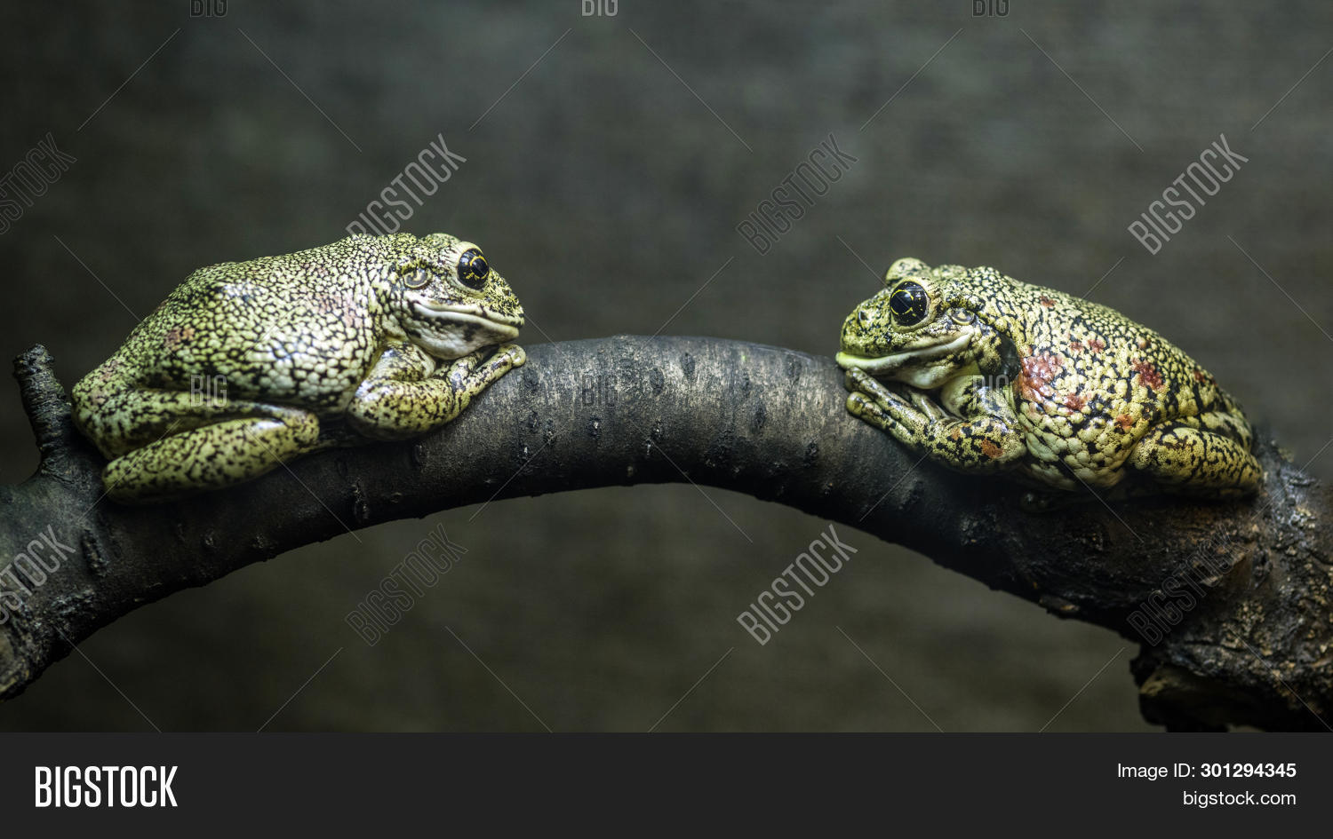 Two Toads Sitting On Image & Photo (Free Trial) | Bigstock