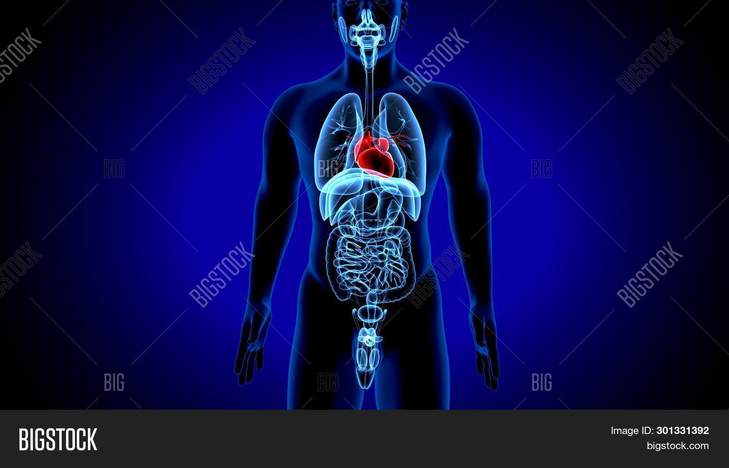 3d Illustration Human Image & Photo (Free Trial) | Bigstock