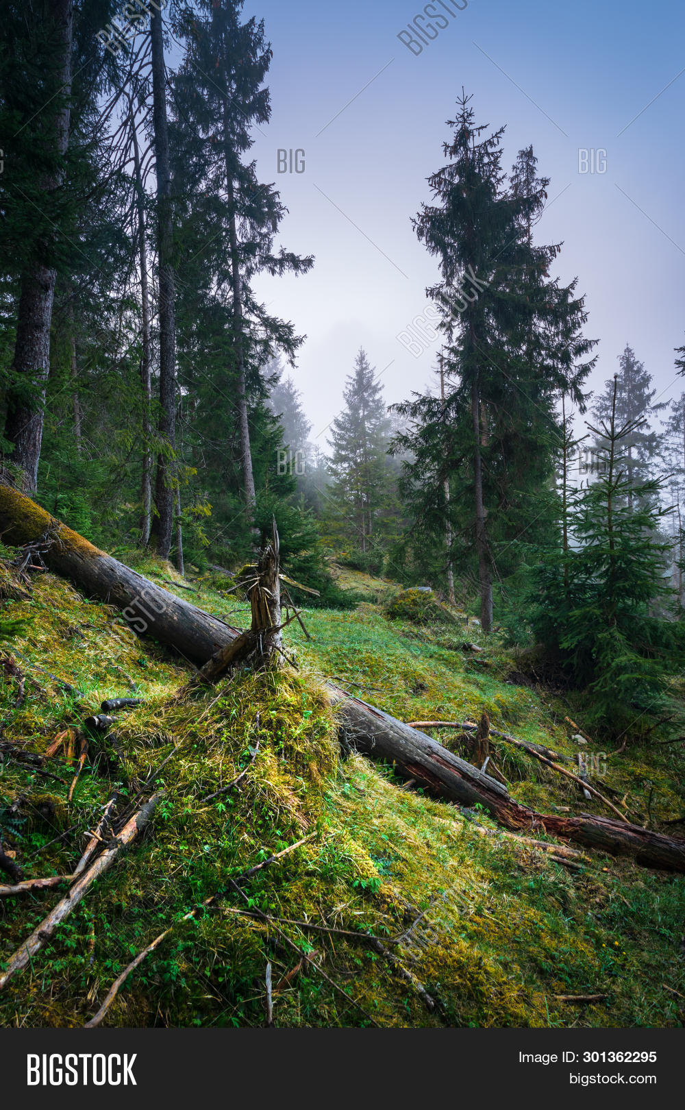 Green Forest Nature. Image & Photo (Free Trial) | Bigstock