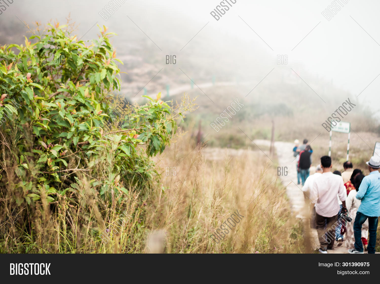 Nohkalikai Wakaba Image & Photo (Free Trial) | Bigstock