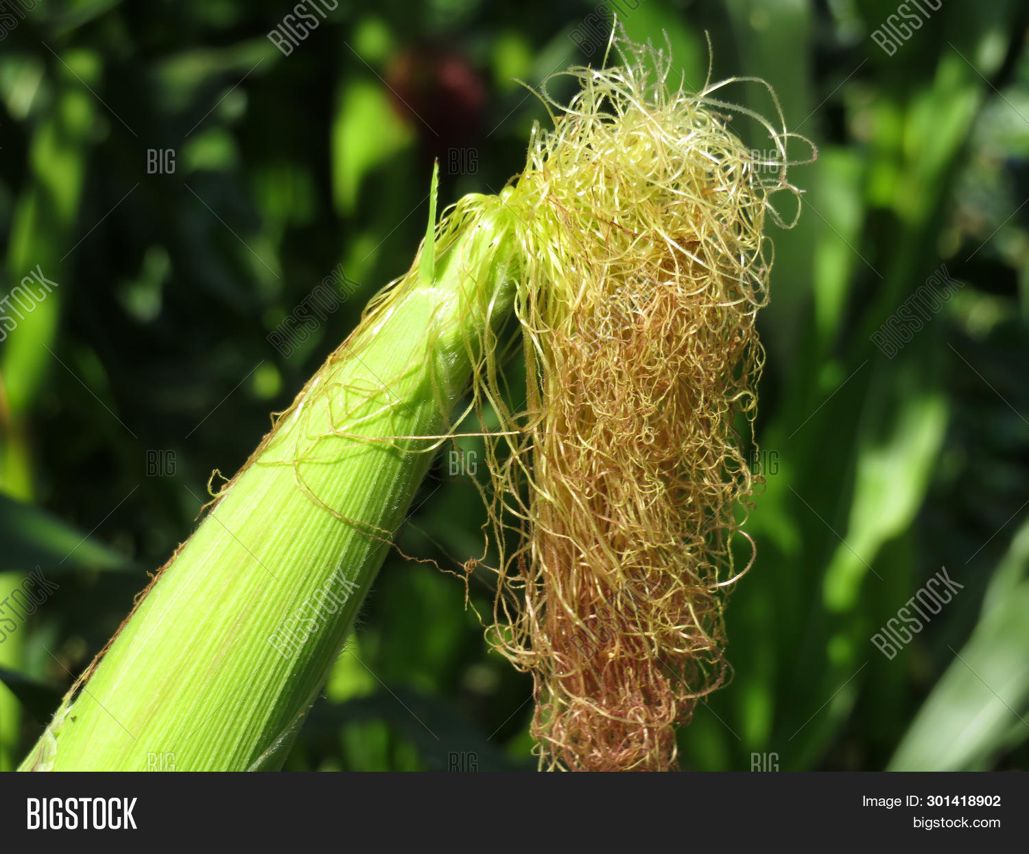 Green Corn Cob Growing Image & Photo (Free Trial) | Bigstock
