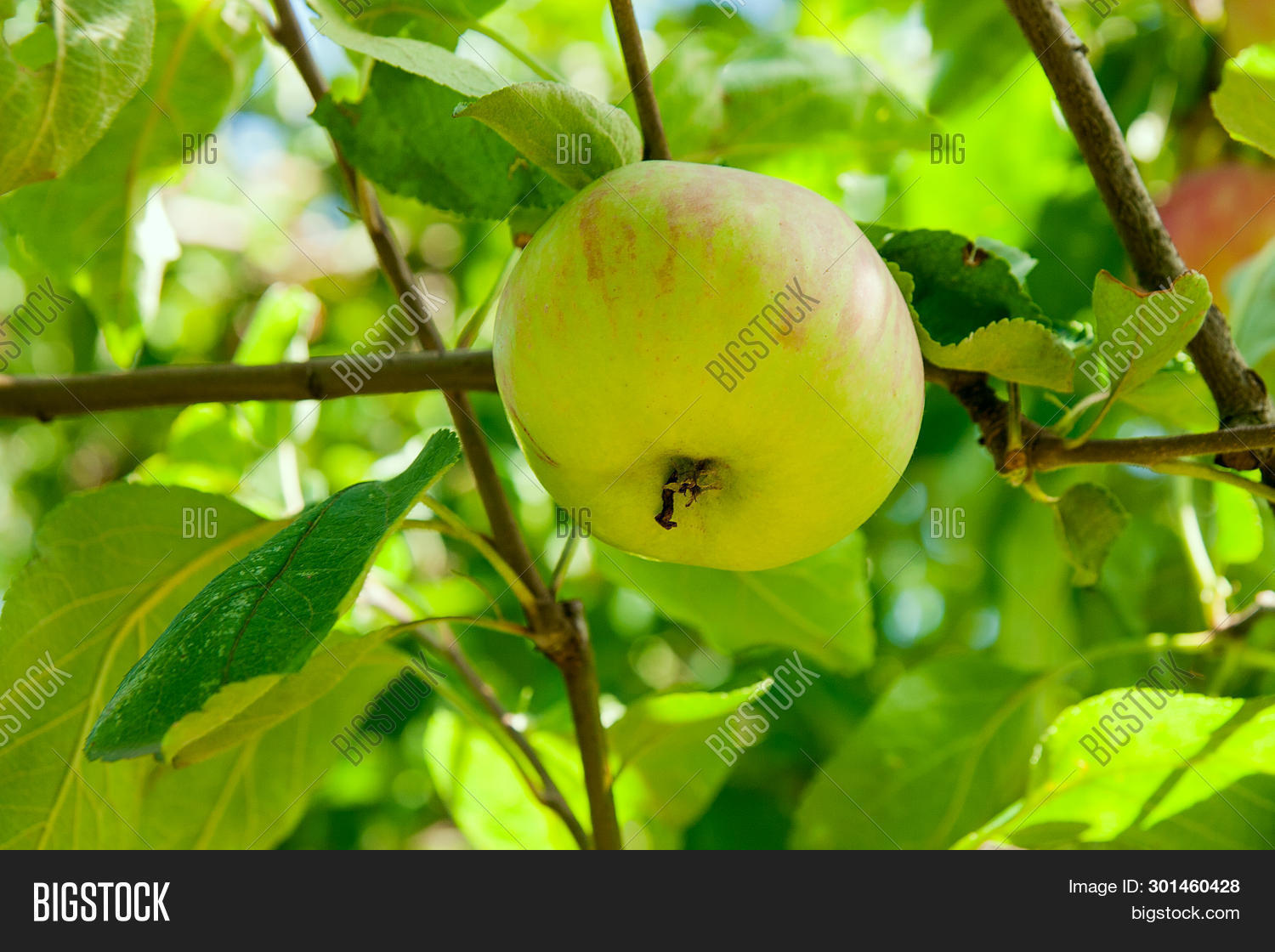 Shiny Delicious Apples Image & Photo (Free Trial) | Bigstock