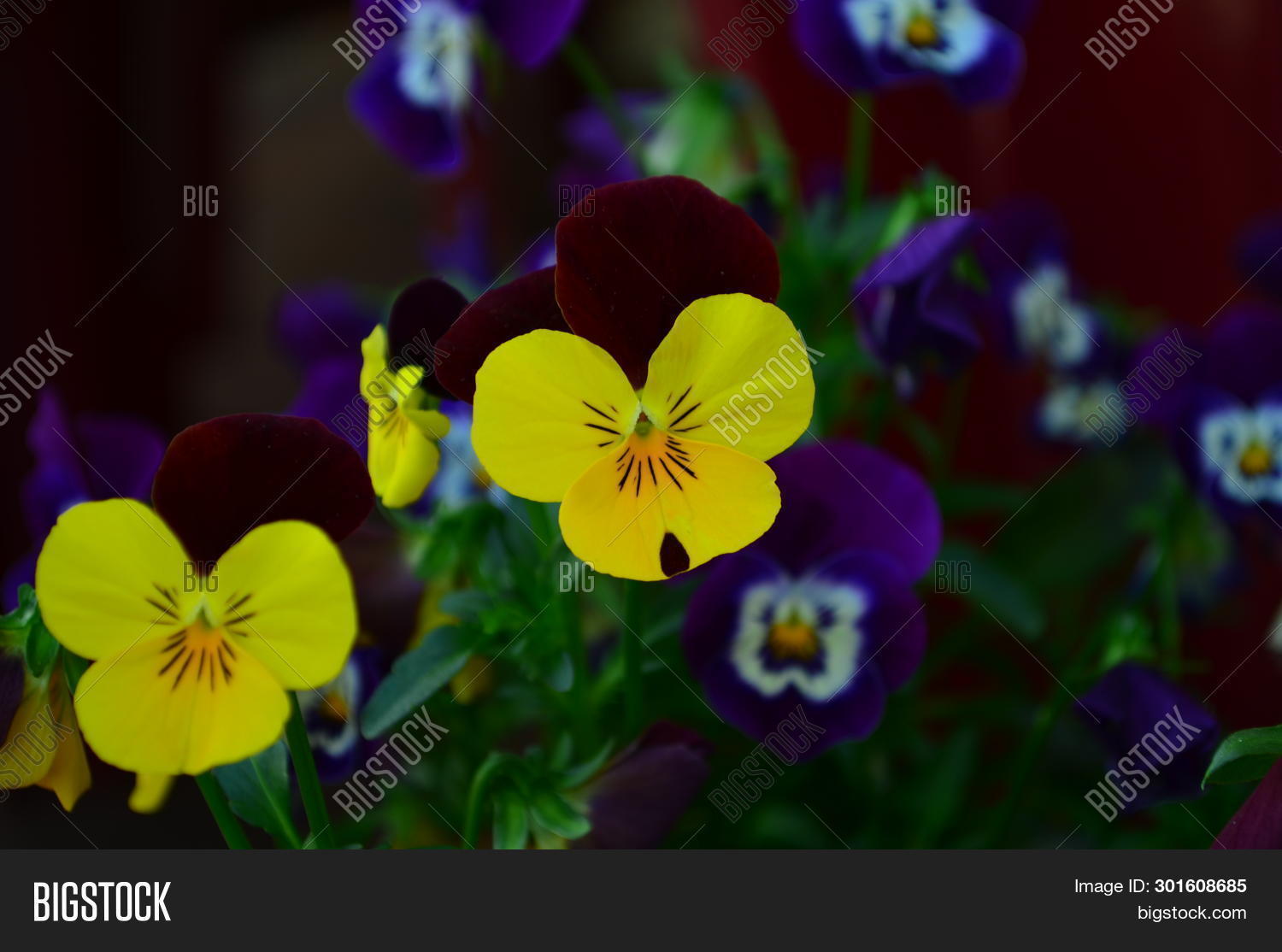 Lovely Colored Pansy Image & Photo (Free Trial) | Bigstock