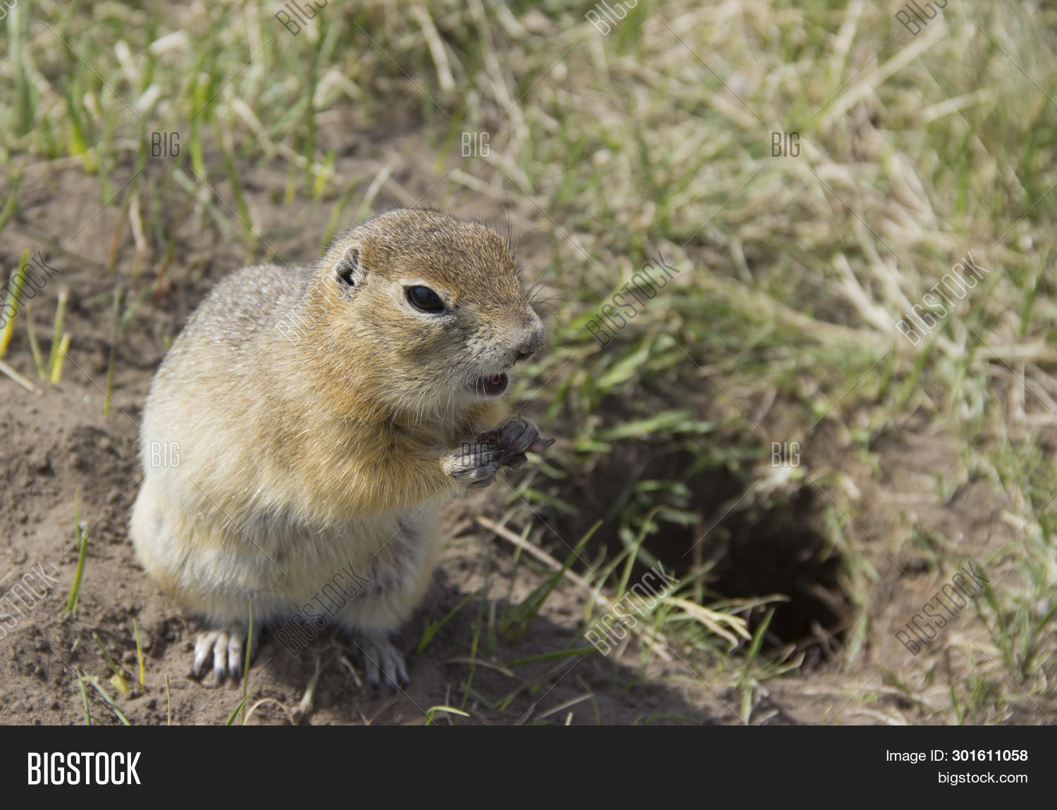 Gopher Genus Rodents Image & Photo (Free Trial) | Bigstock
