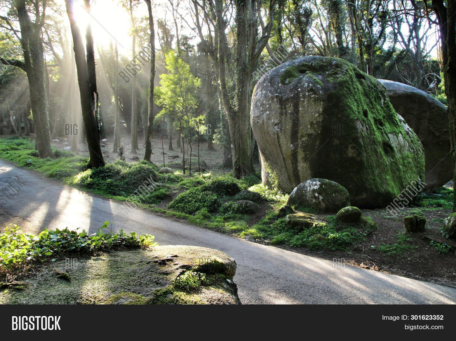 Beautiful Leafy Forest Image & Photo (Free Trial) | Bigstock