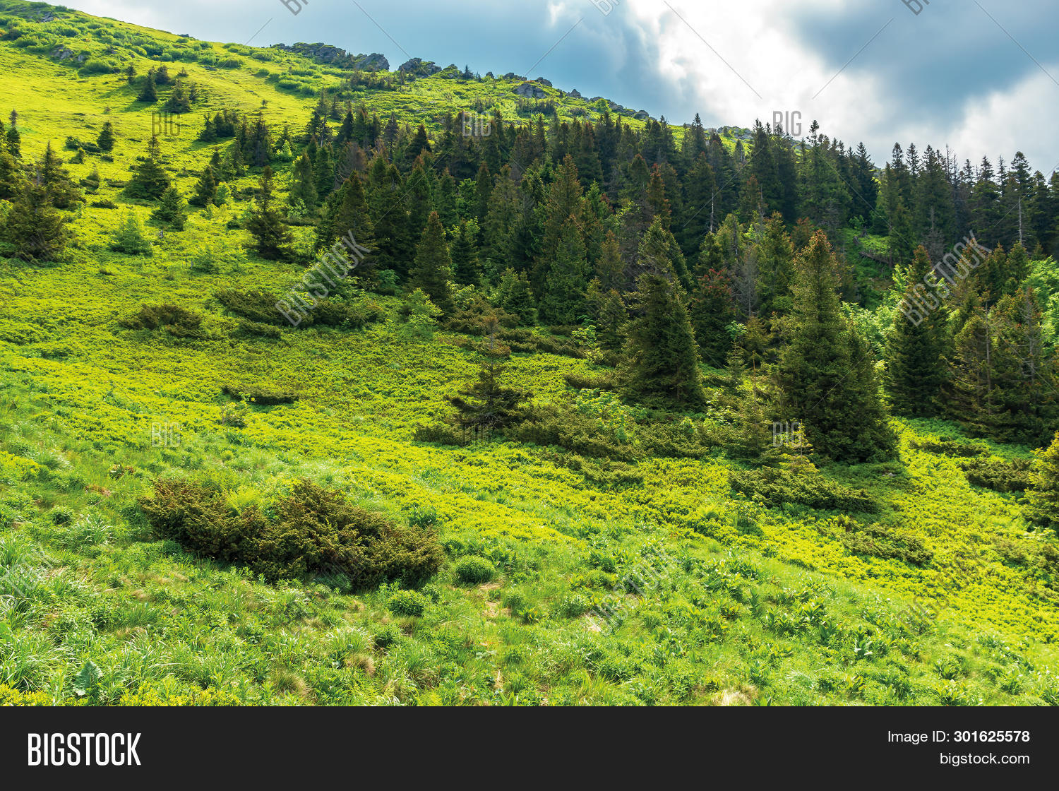Forest On Hill Summer Image & Photo (Free Trial) | Bigstock