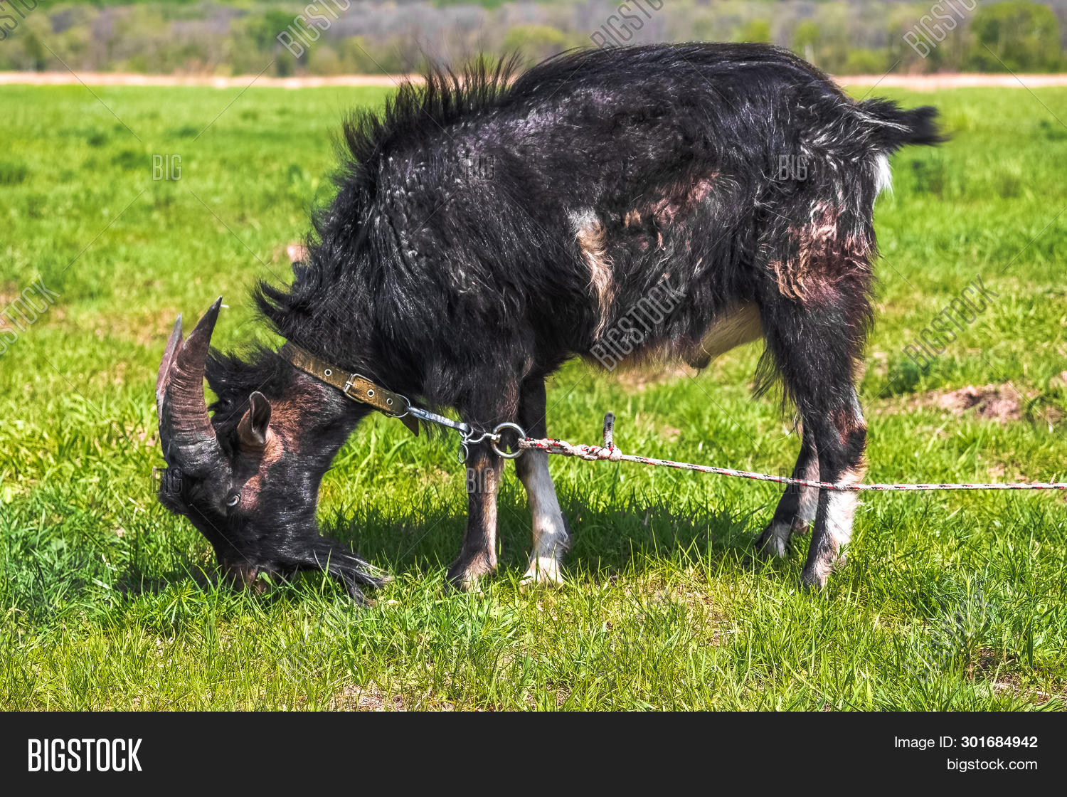 Black Horned Goat Tied Image & Photo (Free Trial) | Bigstock