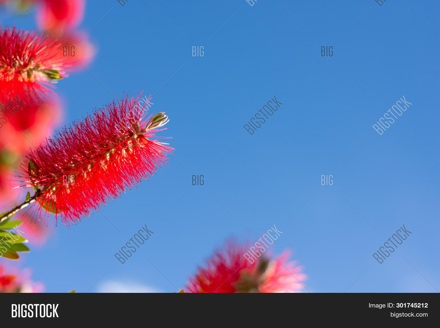 Callistemon Flowers Image & Photo (Free Trial) | Bigstock