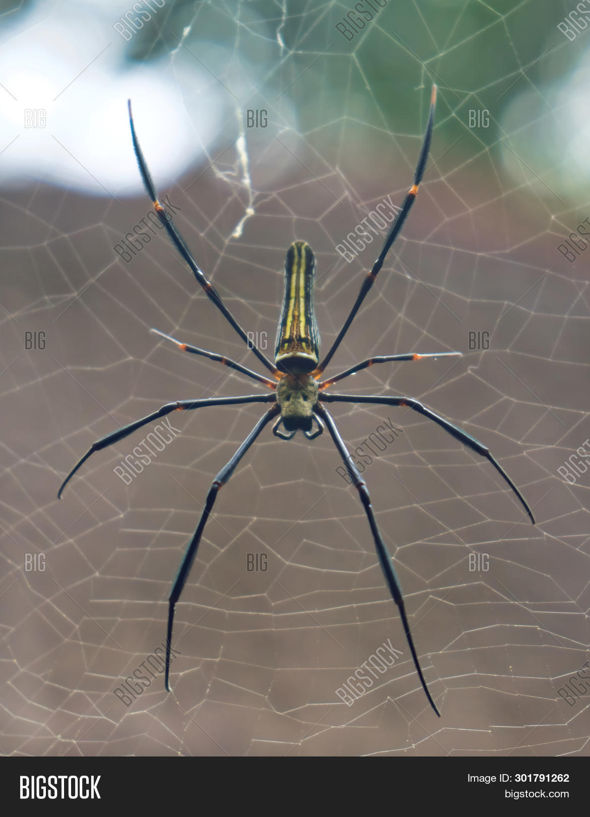 Large Tropical Spider Image & Photo (Free Trial) | Bigstock