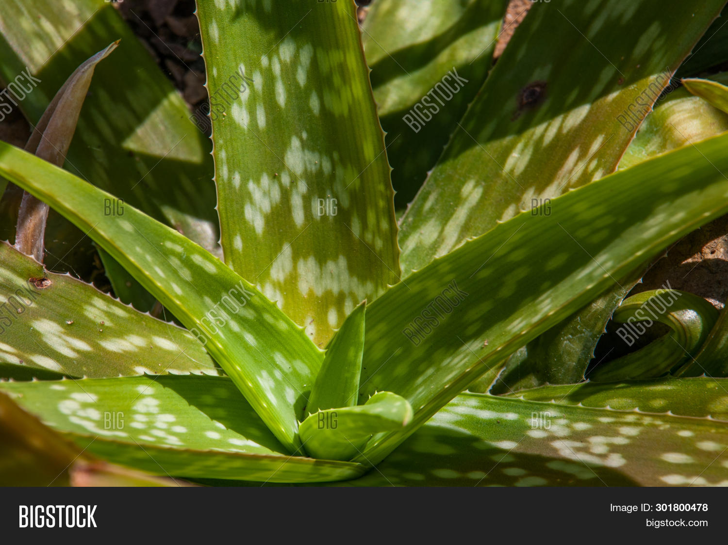 Green Leaves Aloe Image & Photo (Free Trial) | Bigstock