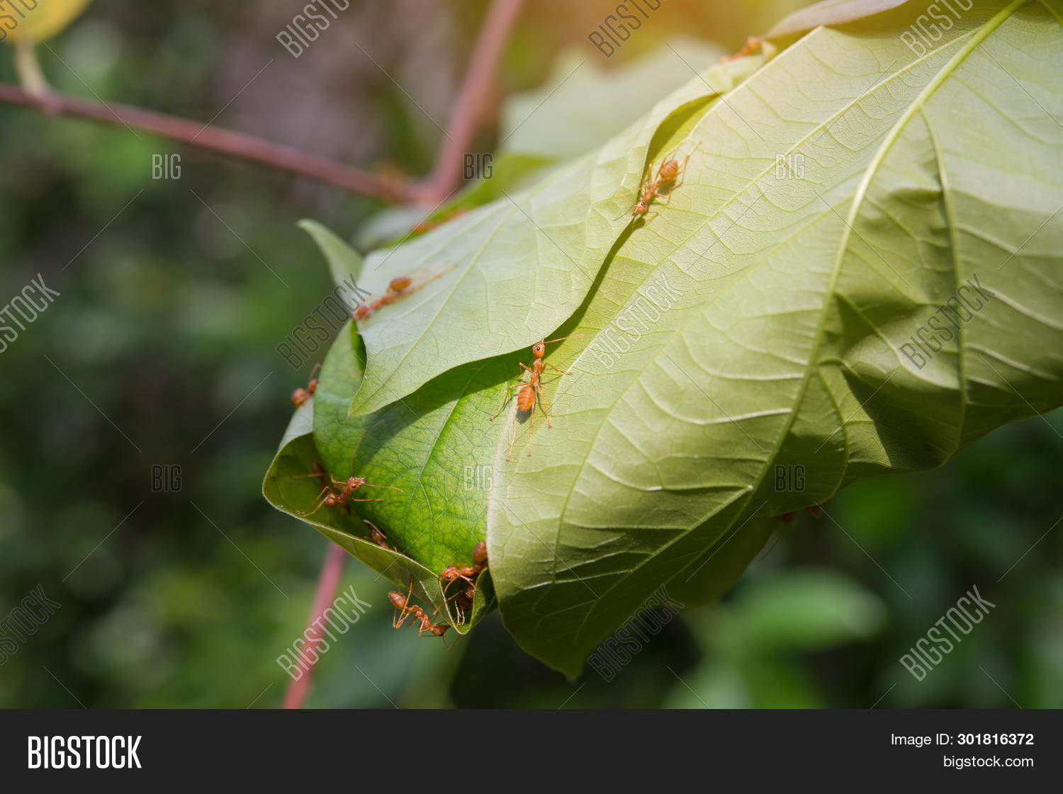 Nest Ant On Tree Image & Photo (Free Trial) | Bigstock