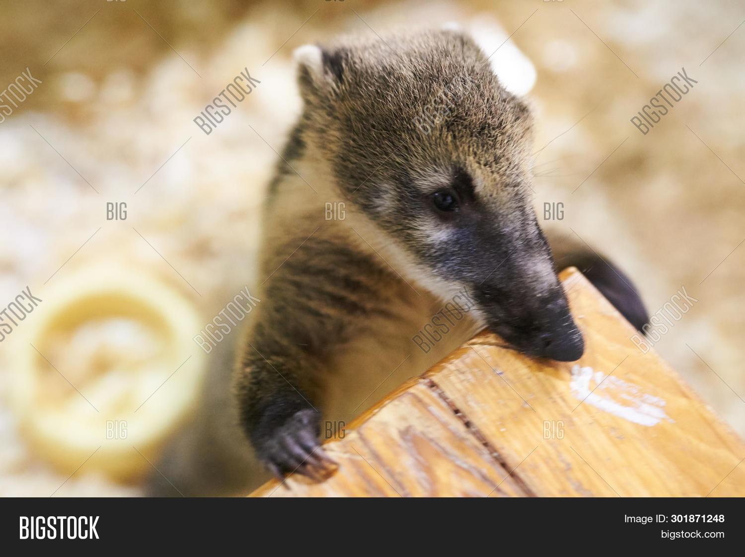 Little Coati Leans On Image & Photo (Free Trial) | Bigstock