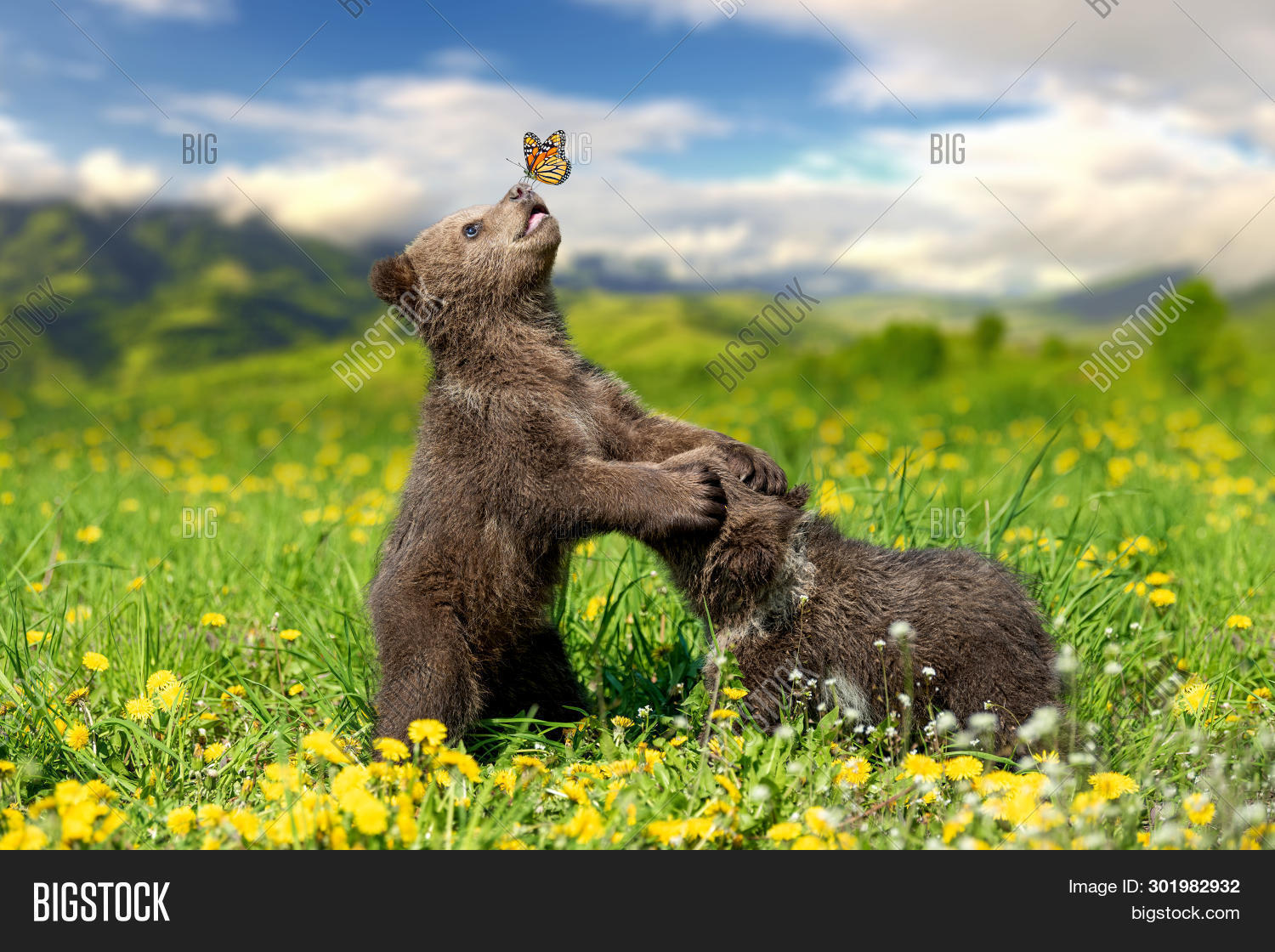 Brown Bear Cub Playing Image & Photo (Free Trial) | Bigstock