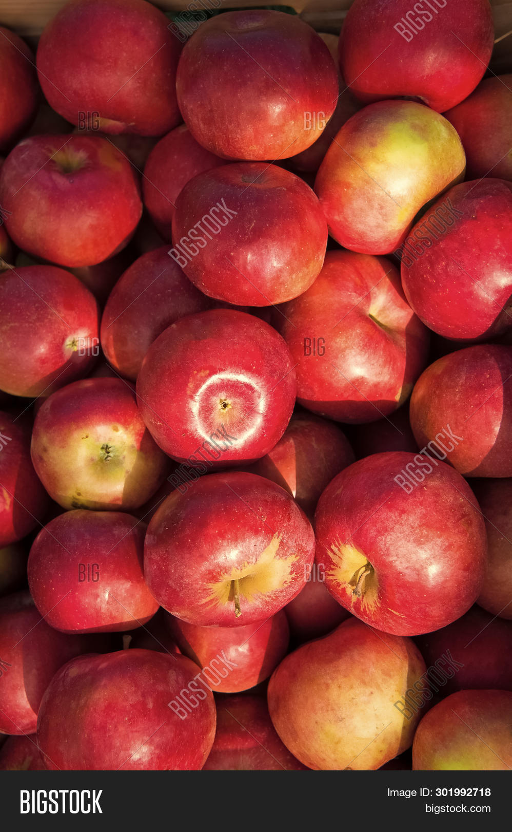 Apples Red Ripe Fruits Image & Photo (Free Trial) | Bigstock