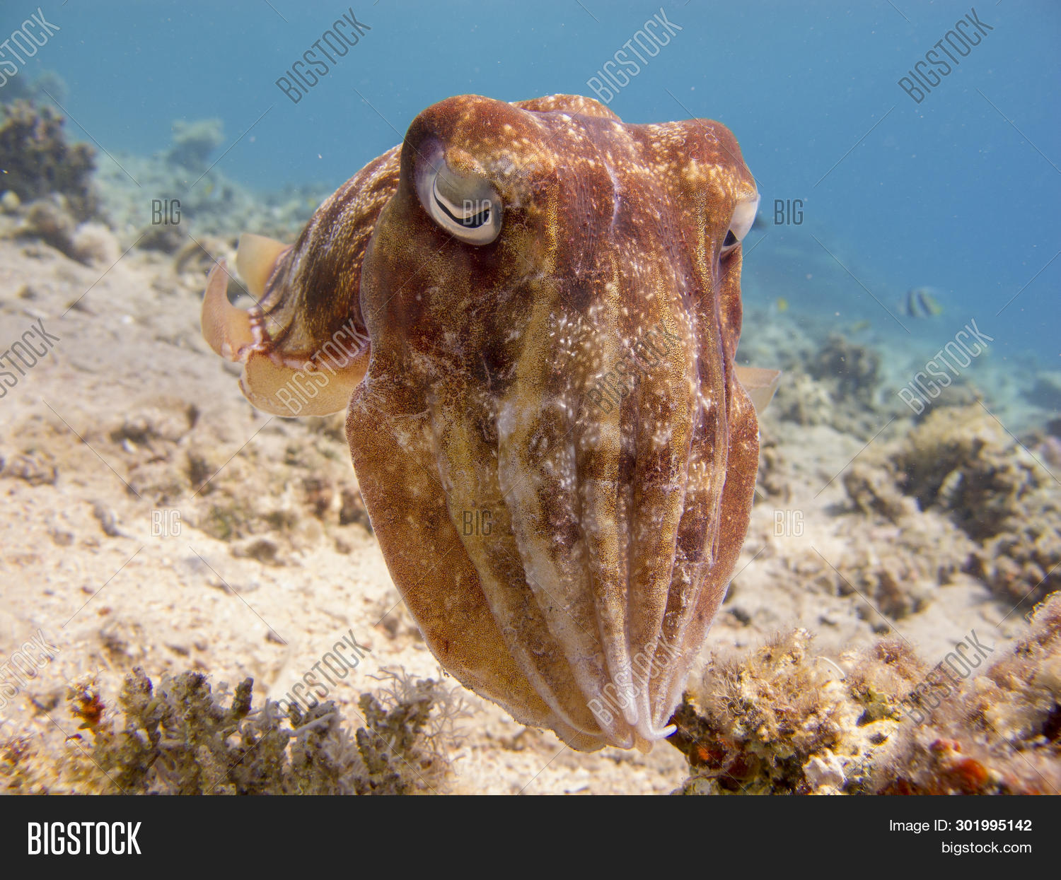Portrait Cuttlefish ( Image & Photo (Free Trial) | Bigstock
