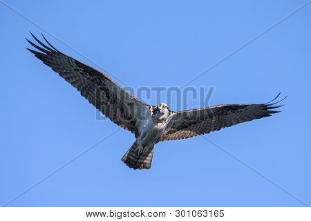 Wildlife Colorado - Image & Photo (Free Trial) | Bigstock