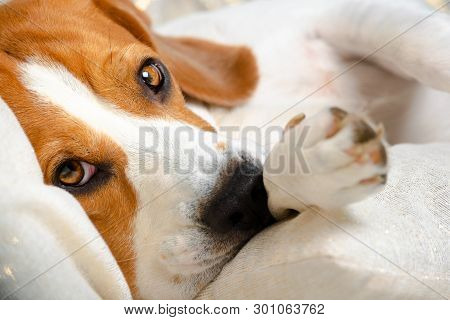 Beagle Dog Falling Image & Photo (Free Trial) | Bigstock