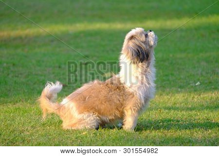 Side View Shih Tzu Dog Image & Photo (Free Trial) | Bigstock