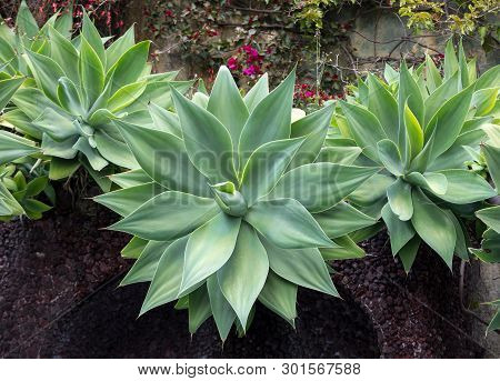 Green Big Leaves Agave Image & Photo (Free Trial) | Bigstock