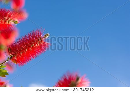 Callistemon Flowers Image & Photo (Free Trial) | Bigstock