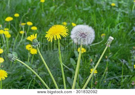 Dandelion Flower. Life Image & Photo (Free Trial) | Bigstock