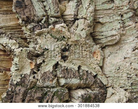 Background Bark Balsa Image & Photo (Free Trial) | Bigstock
