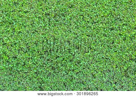Green Shrub Wall Image & Photo (Free Trial) | Bigstock