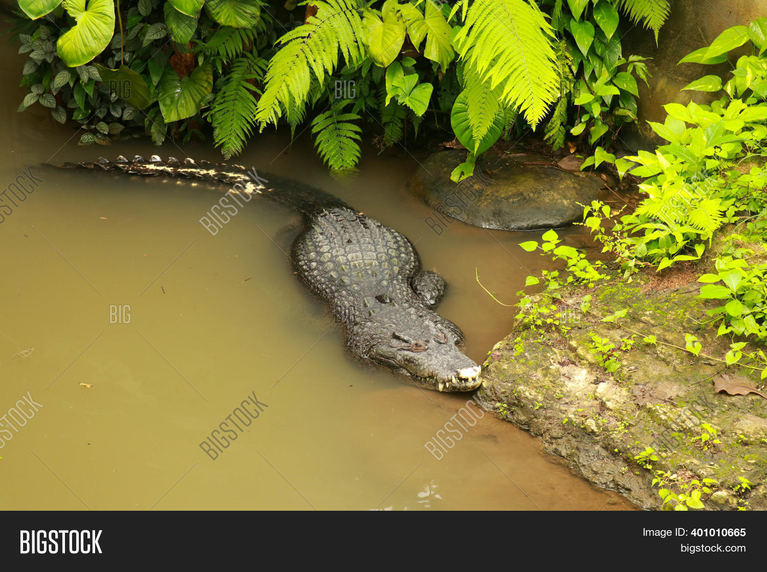 Crocodile Muddy Water Image & Photo (Free Trial) | Bigstock