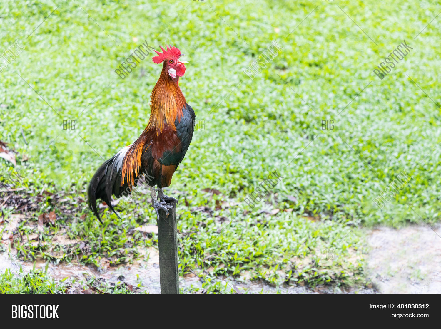 Cockerel Crowing Image & Photo (Free Trial) | Bigstock