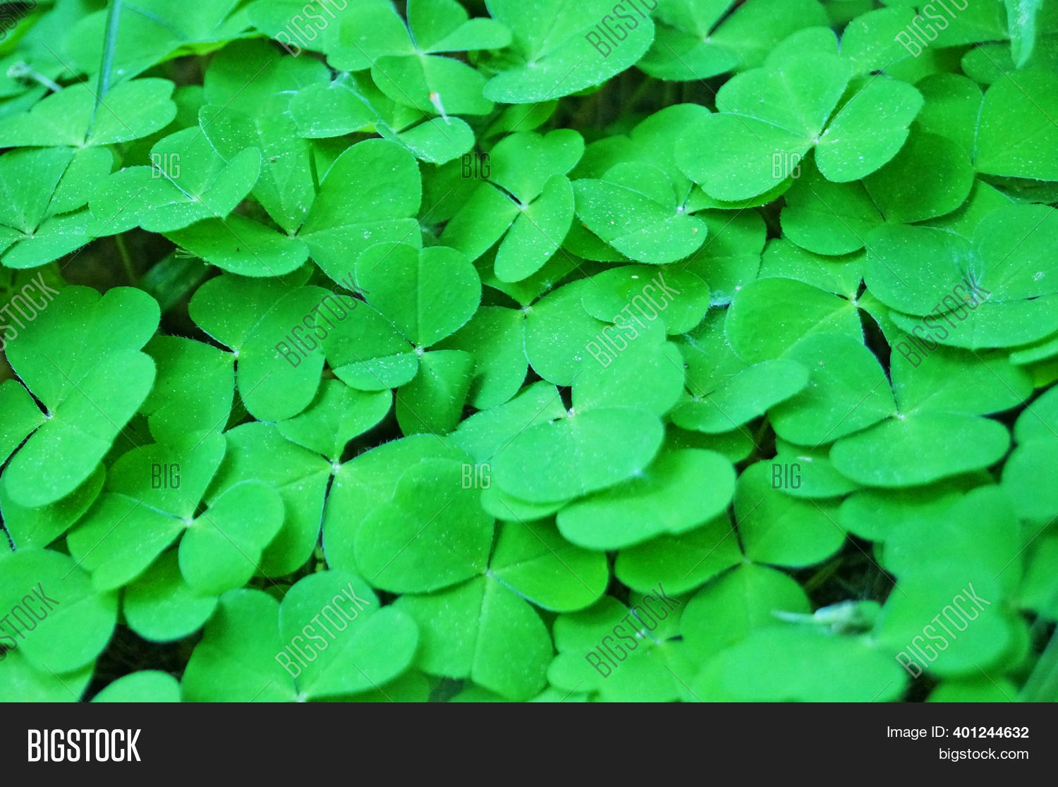 Clover Meadow Bright Image & Photo (Free Trial) | Bigstock
