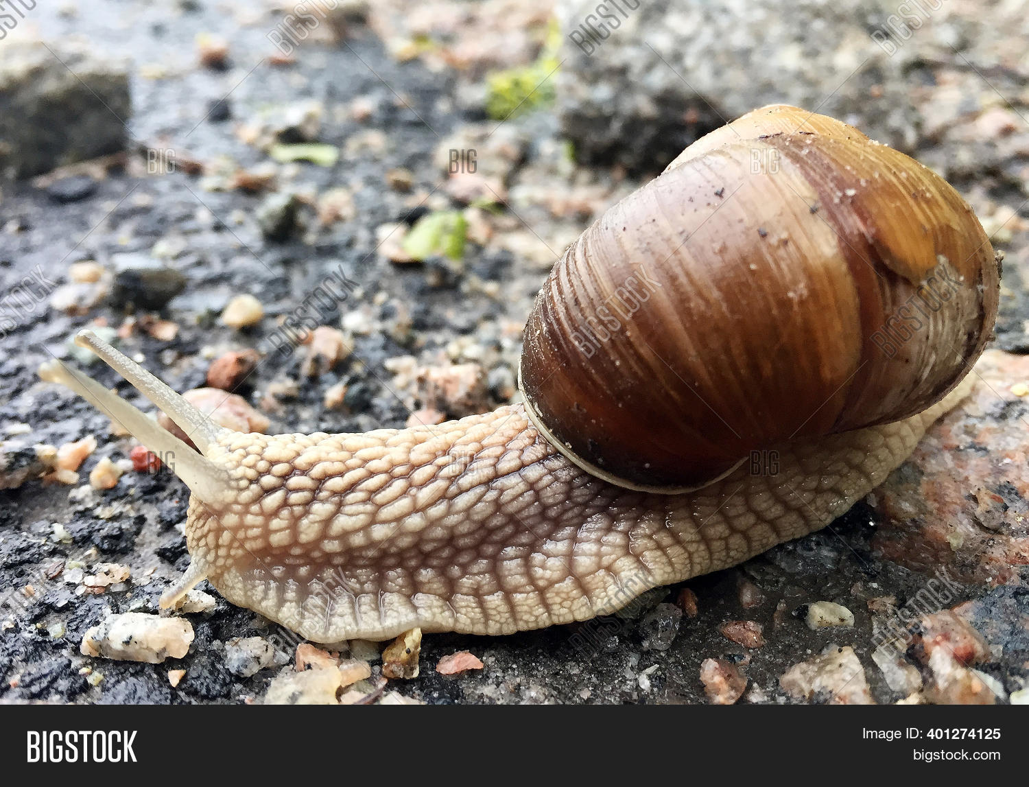 Small Garden Snail Image & Photo (Free Trial) | Bigstock