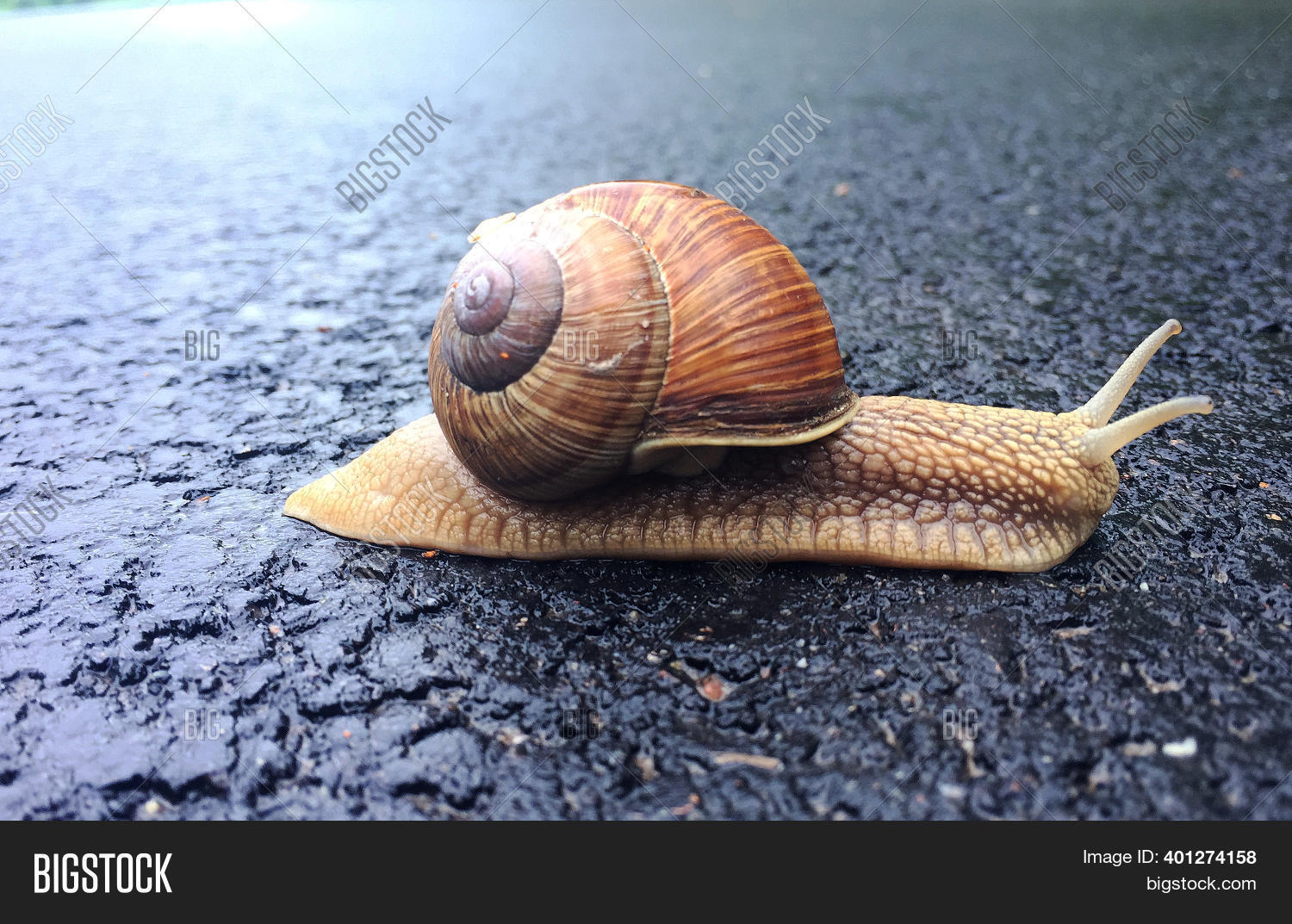 Small Garden Snail Image & Photo (Free Trial) | Bigstock