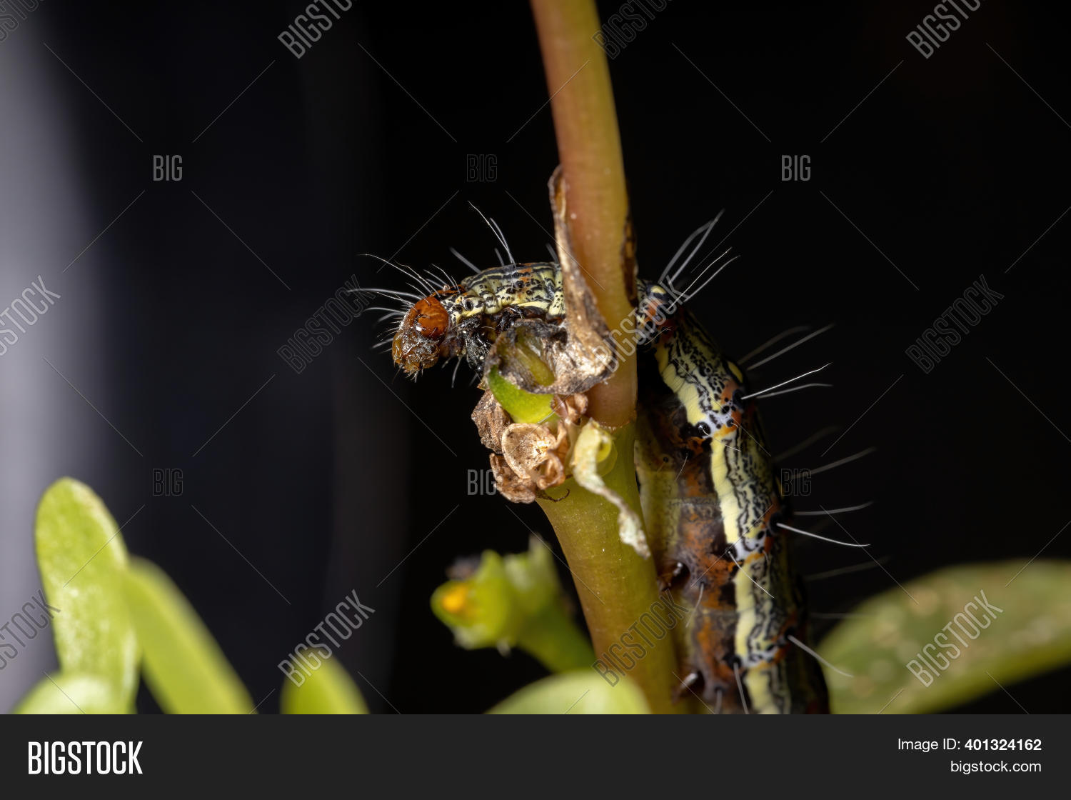 Caterpillar Eating Image & Photo (Free Trial) | Bigstock