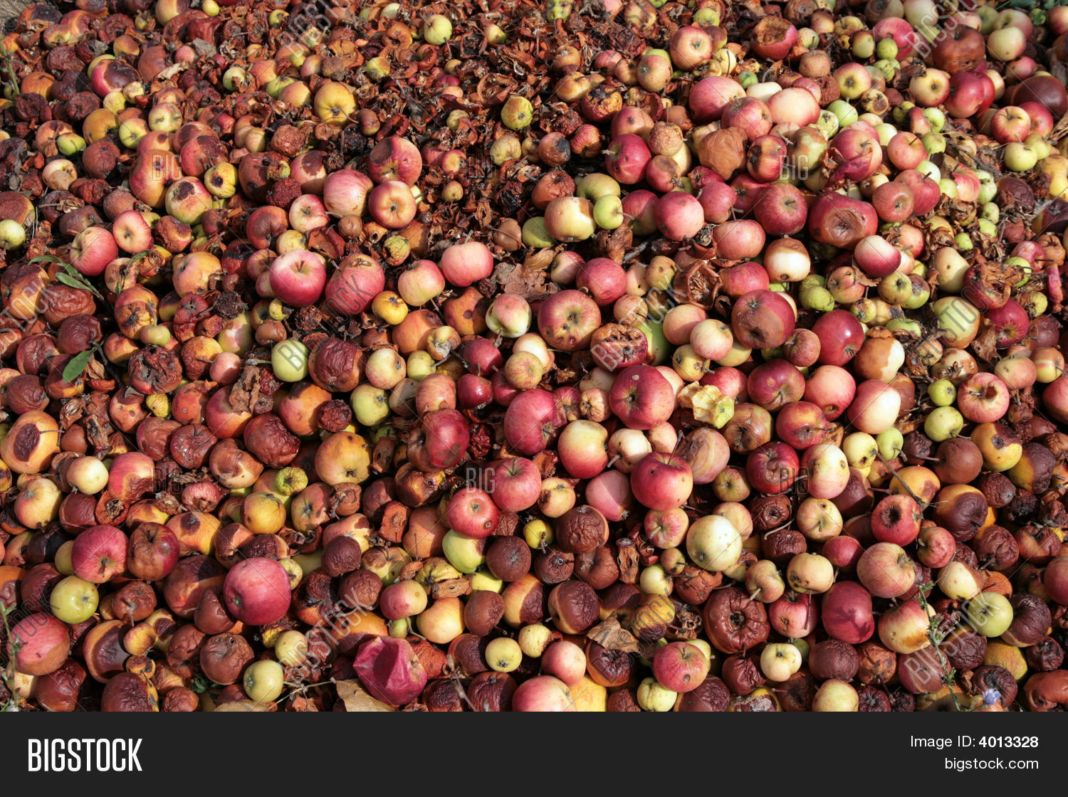 Rotten Apples Image & Photo (Free Trial) | Bigstock