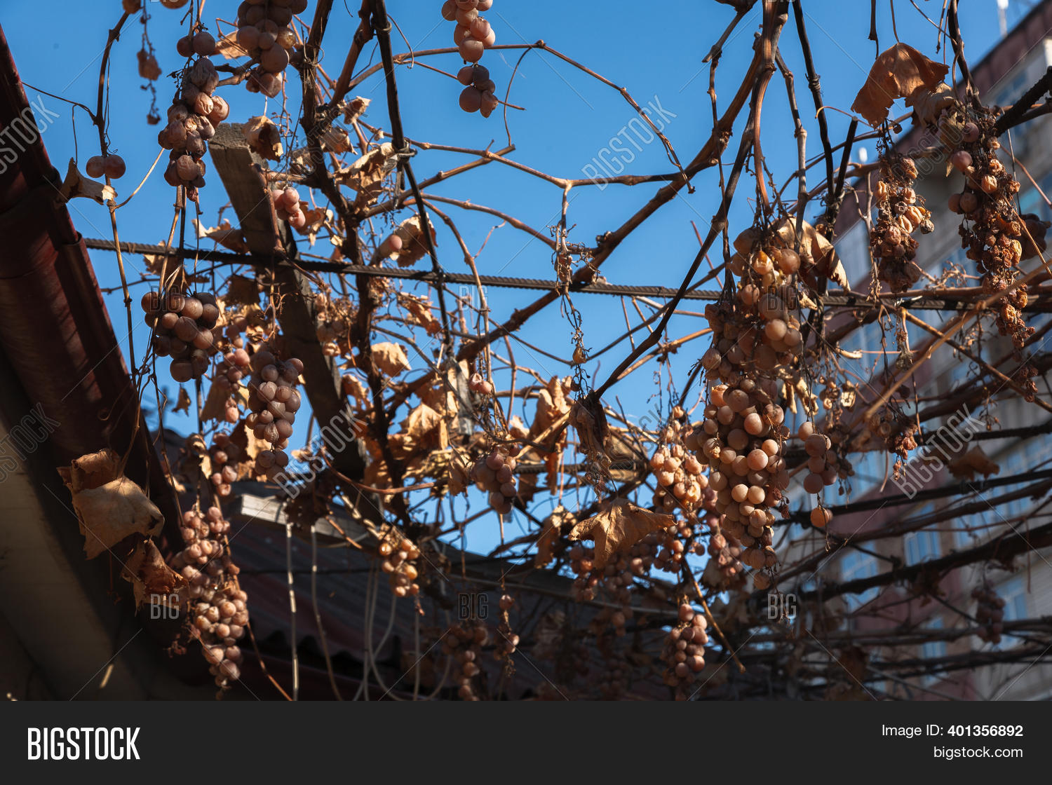Missing Grape Harvest Image & Photo (Free Trial) | Bigstock