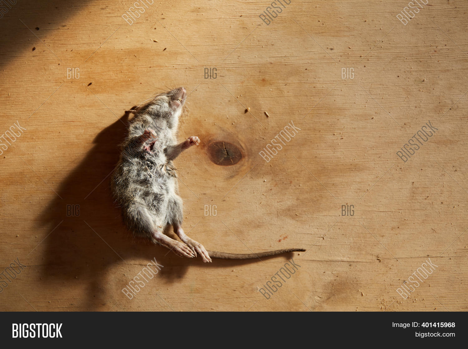 Dead Mouse Lies On Image & Photo (Free Trial) | Bigstock