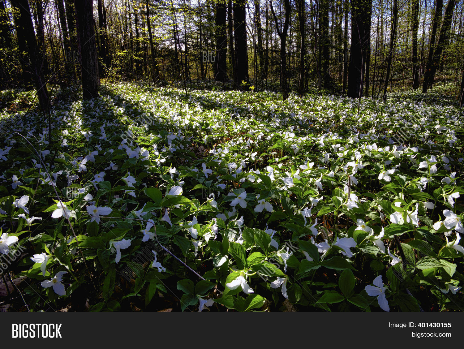 Trillium Carpet Forest Image & Photo (Free Trial) | Bigstock