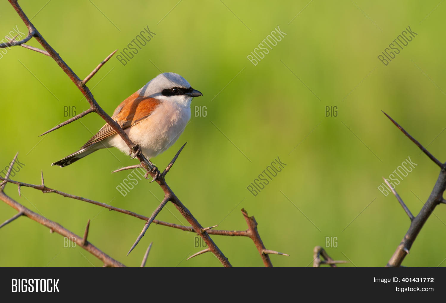 Red-backed Shrike, Image & Photo (Free Trial) | Bigstock