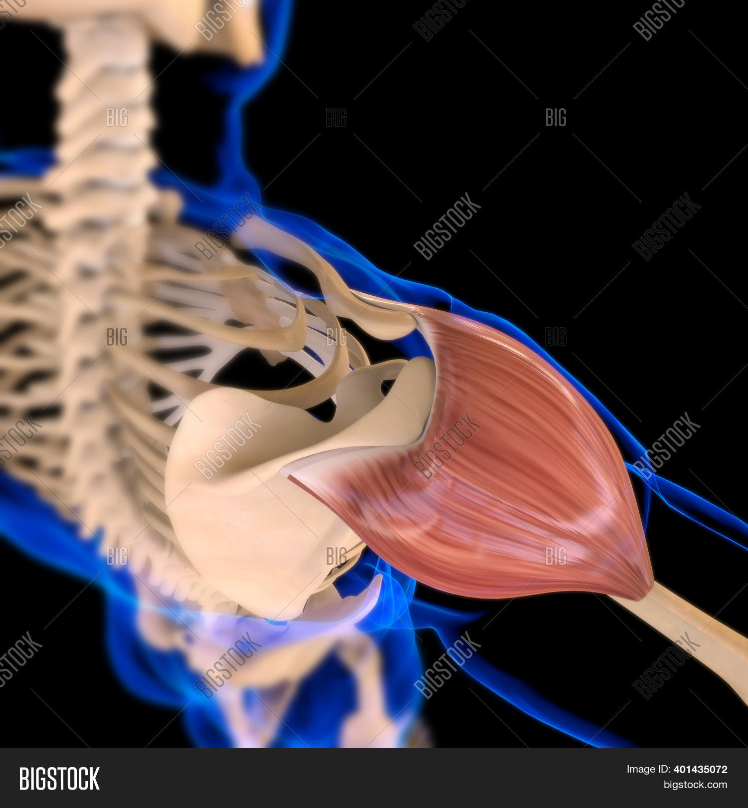 Deltoideus Muscle Image & Photo (Free Trial) | Bigstock