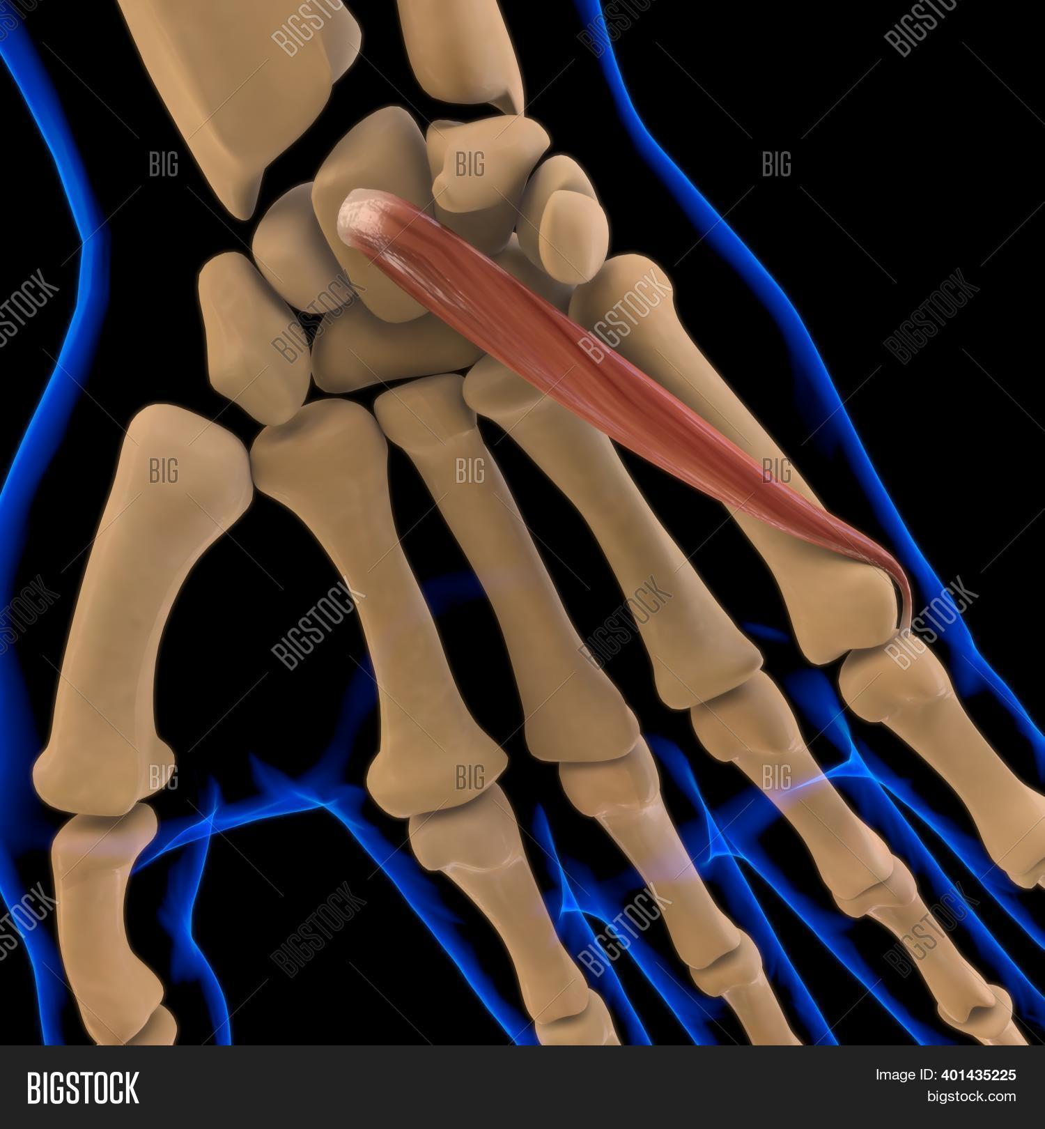 Flexor Digiti Quinti Image & Photo (Free Trial) | Bigstock