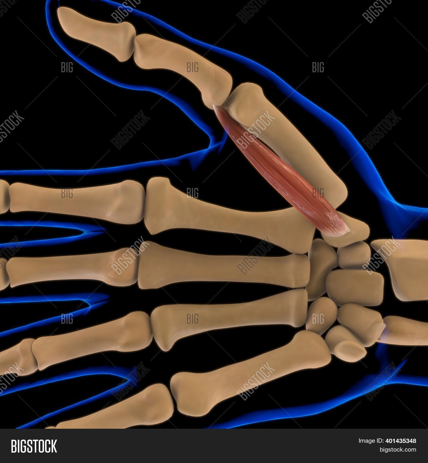 Opponens Pollicis Image & Photo (Free Trial) | Bigstock