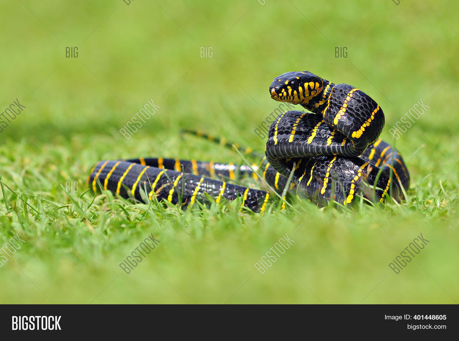 Gold Ringed Viper Image & Photo (Free Trial) | Bigstock