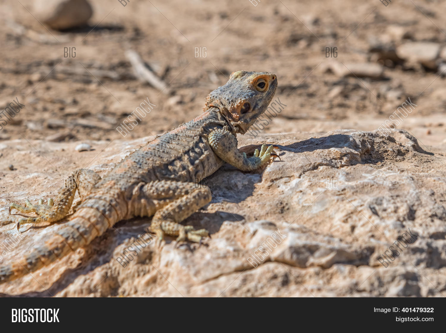 Long Tailed Lizards As Pets