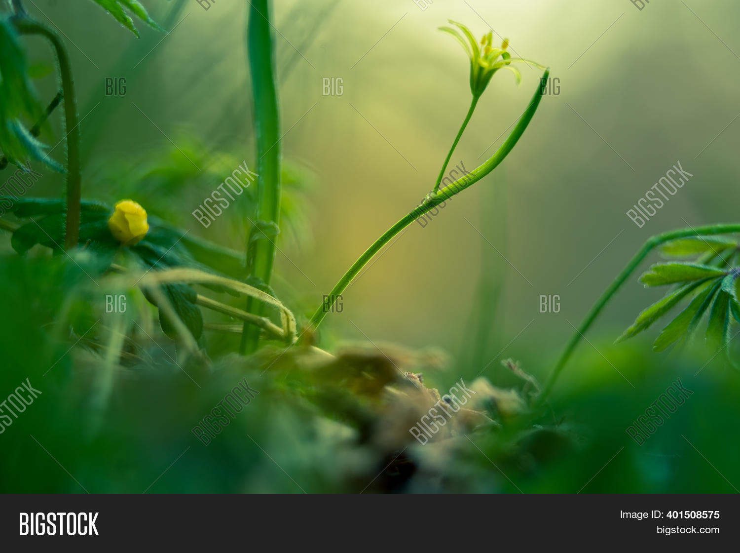 Beautiful Yellow Star Image & Photo (Free Trial) | Bigstock