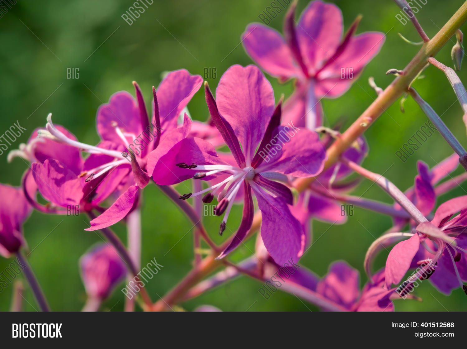 Bright Violet Fireweed Image & Photo (Free Trial) | Bigstock